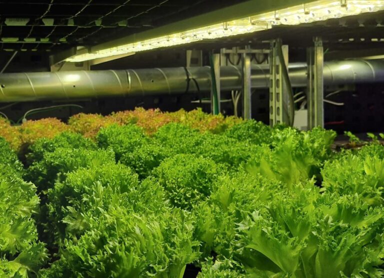 What is vertical farming? And why it is a big deal - Vertical Farms Ltd