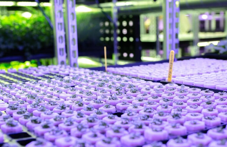 A complete guide to starting a vertical farm - Vertical Farms Ltd