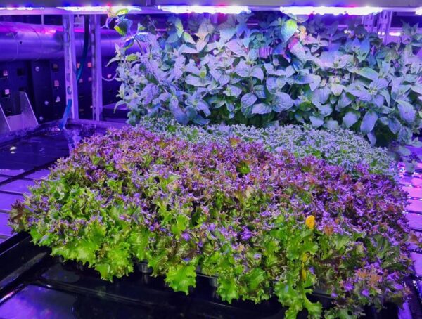 Choosing the right vertical farming crops: A detailed guide - Vertical ...
