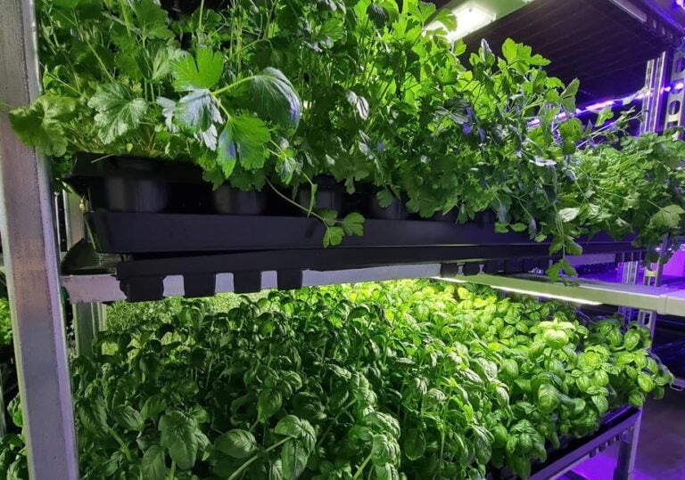 Food security worldwide with vertical farming - Vertical Farms Ltd