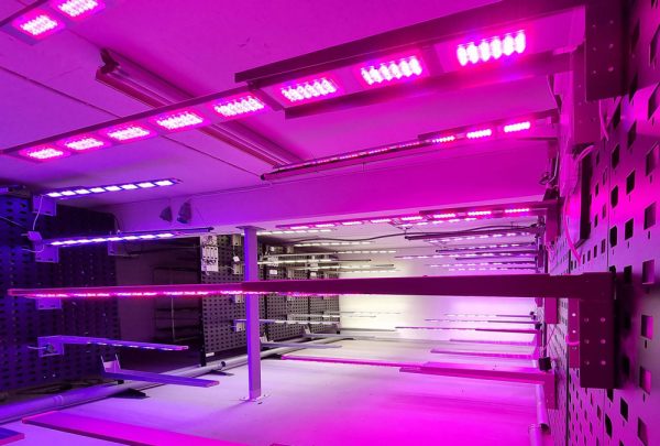 The future of vertical farming: Technology, trends and predictions ...
